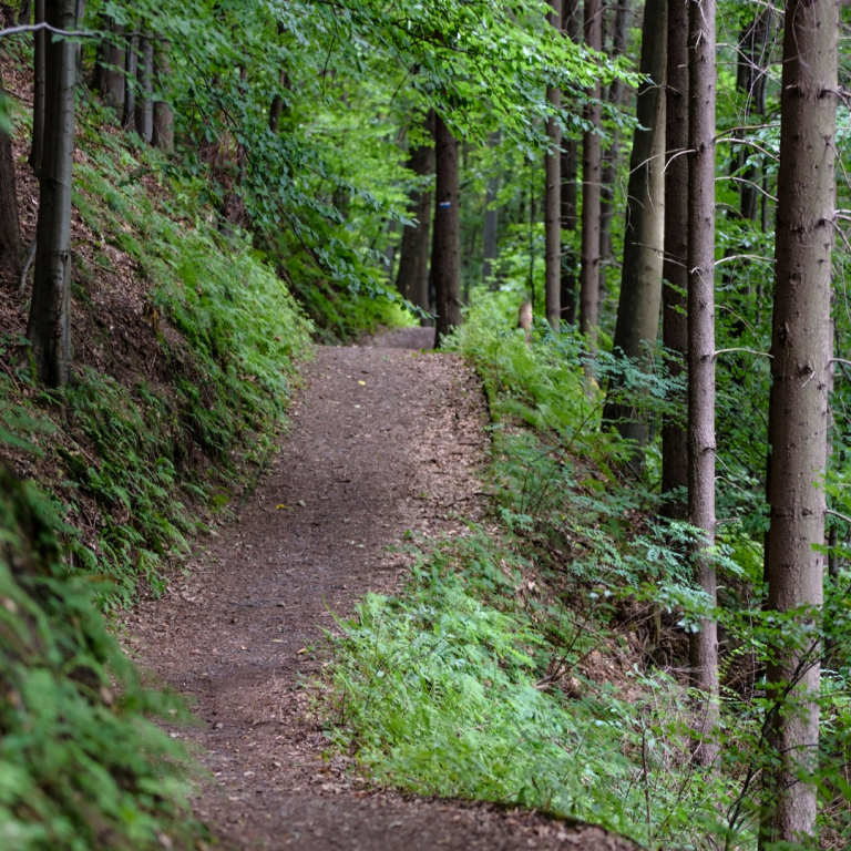 Enjoying the Great Outdoors in the Sam Houston National Forest